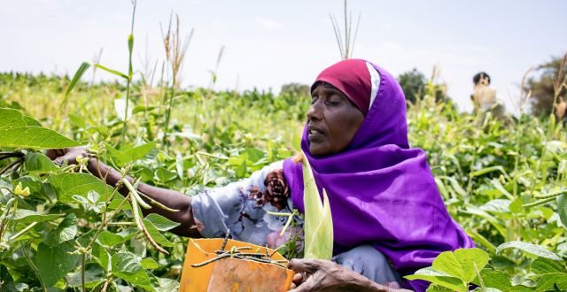 FAO provides rural HHs in Somalia with cash livestock and agricultural ...